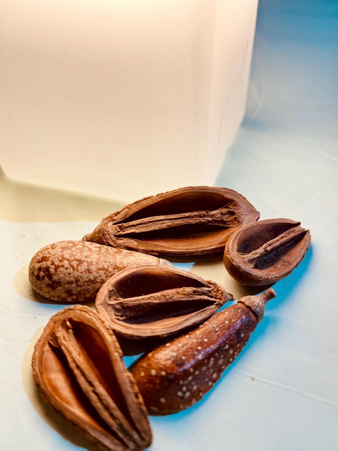 5 Pear Pod - Natural Aquarium Safe Botanical - Etsy