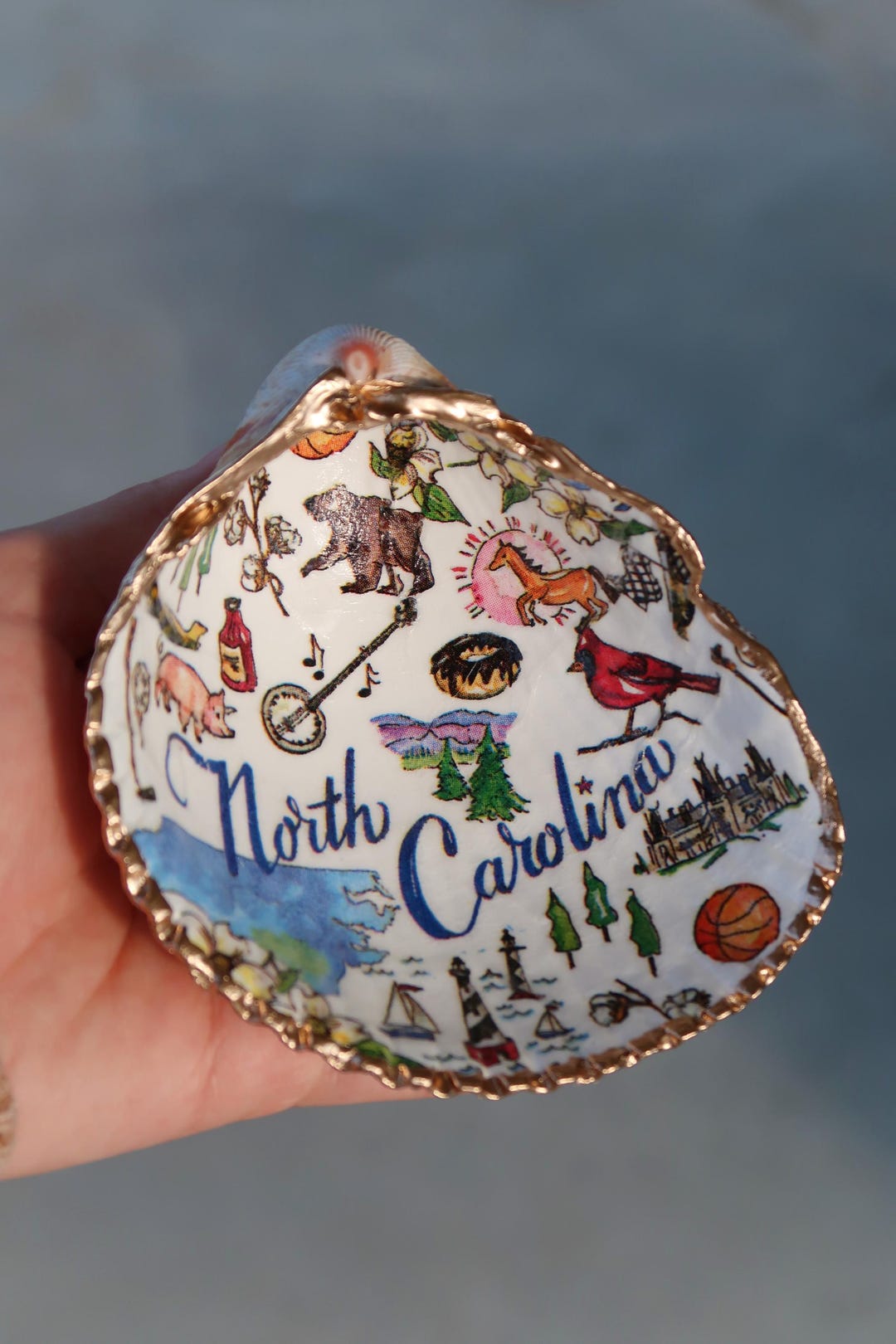 Large Giant Atlantic Cockle Shells With North Carolina Pattern ...