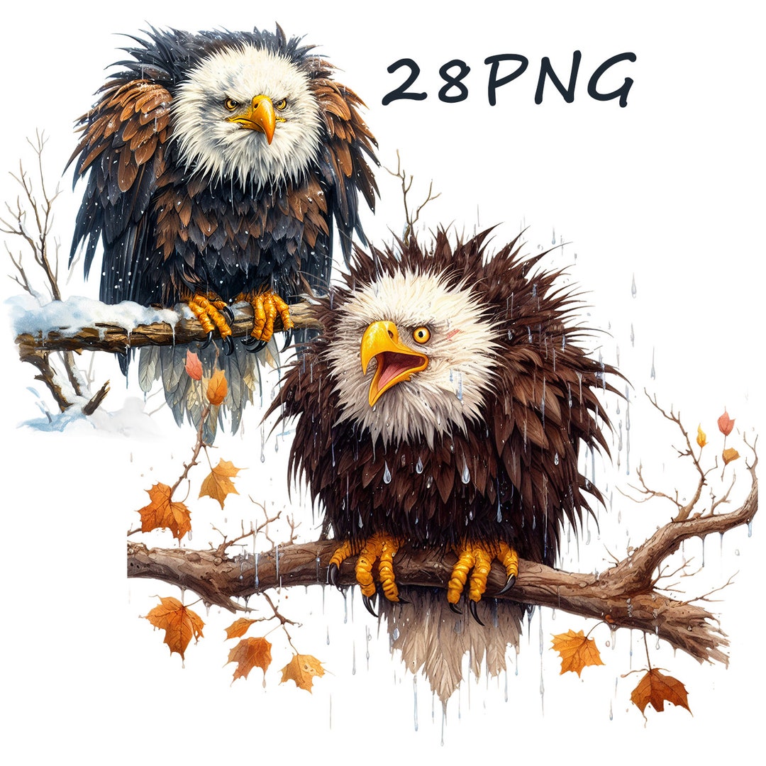 Funny Bald Eagle, Images for Your Creativity, for Printing on Any ...
