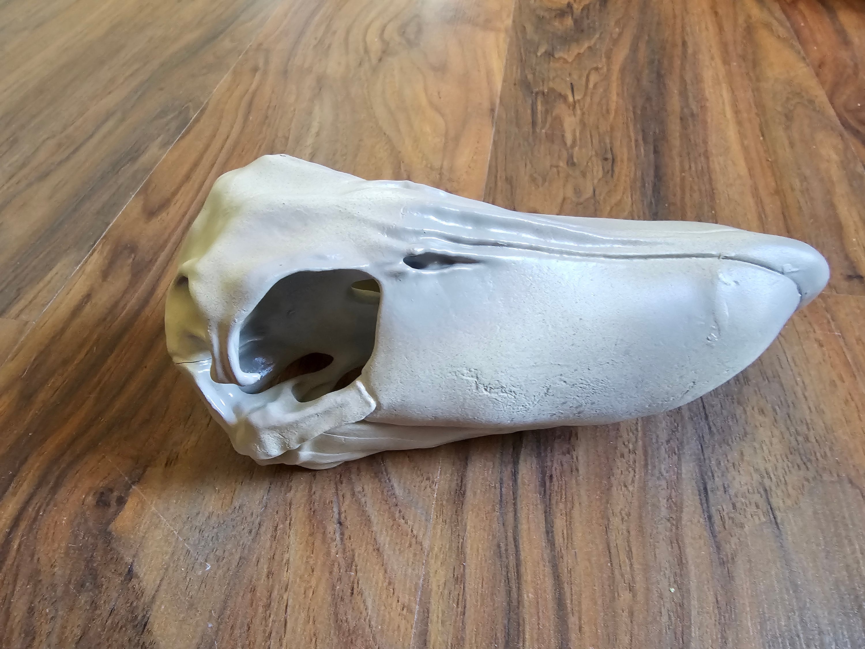 Shoebill Stork Skull Reproduction Articulated Resin Printed and Painted ...