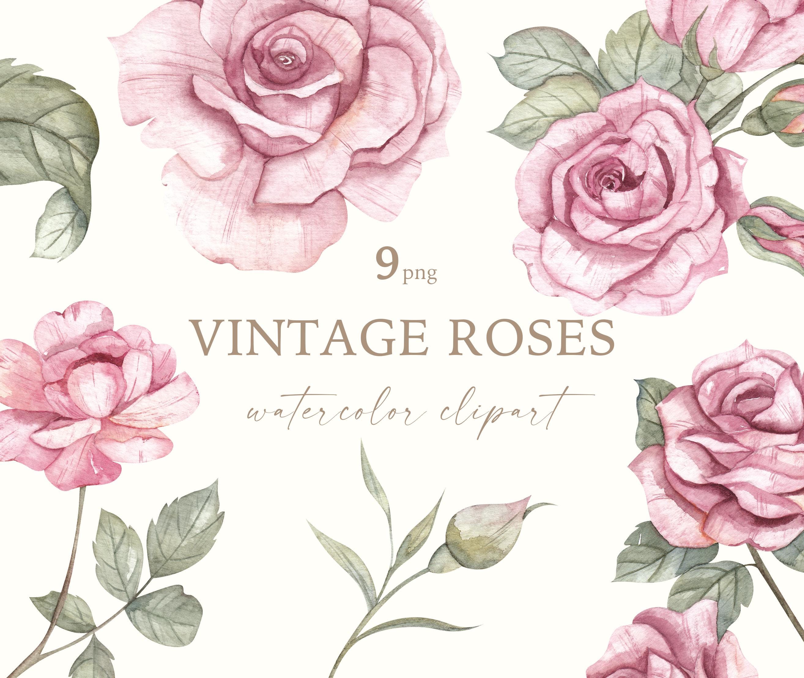 Watercolor Vintage Roses Clipart Classic Pink Roses Clip Art Wedding ...