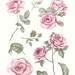 Watercolor Vintage Roses Clipart Classic Pink Roses Clip Art Wedding ...