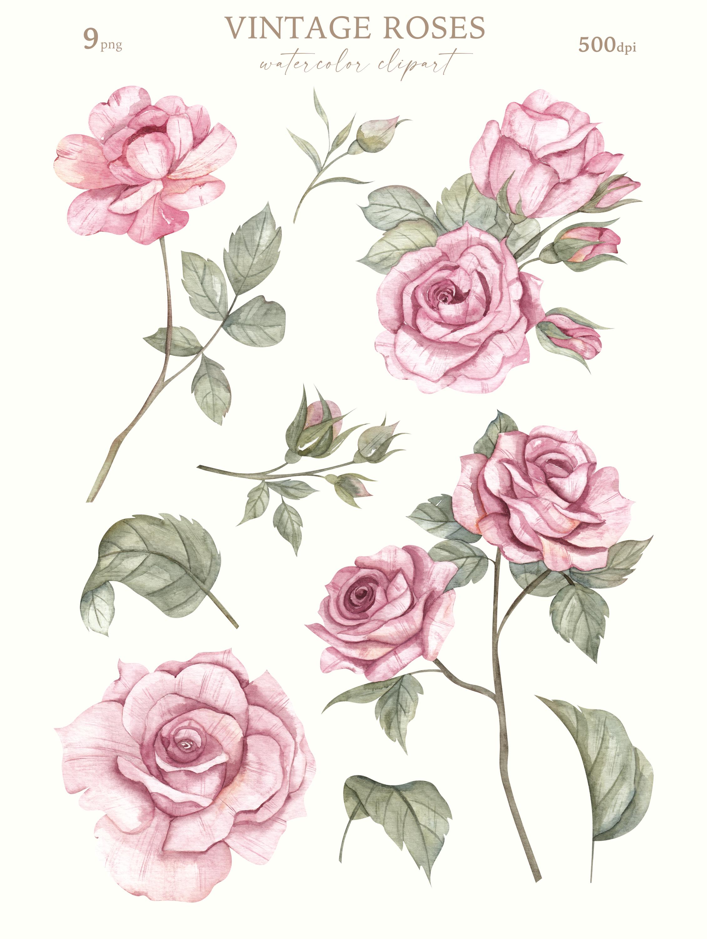 Watercolor Vintage Roses Clipart Classic Pink Roses Clip Art Wedding ...