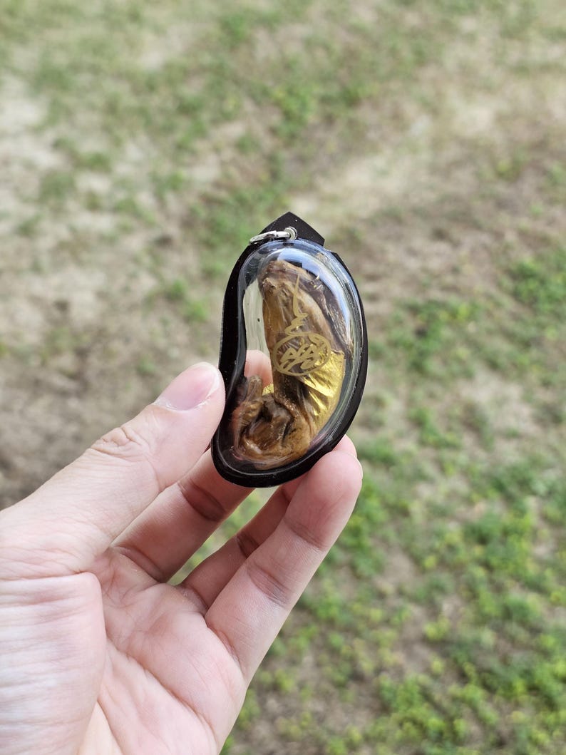 Amuleto tailandés raro con placenta de gato para atraer riqueza, poder ...