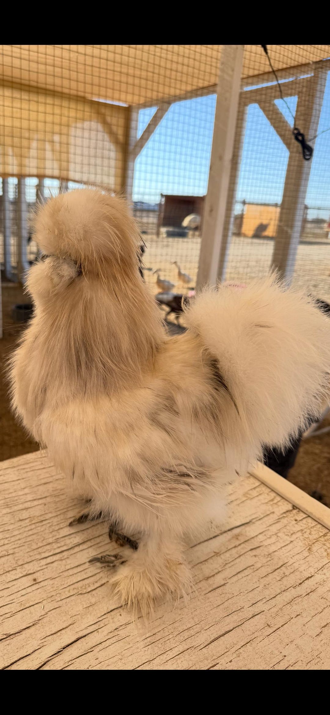 SILKIE Eggs Show Quality (crested and Bearded With Muffs) - Etsy