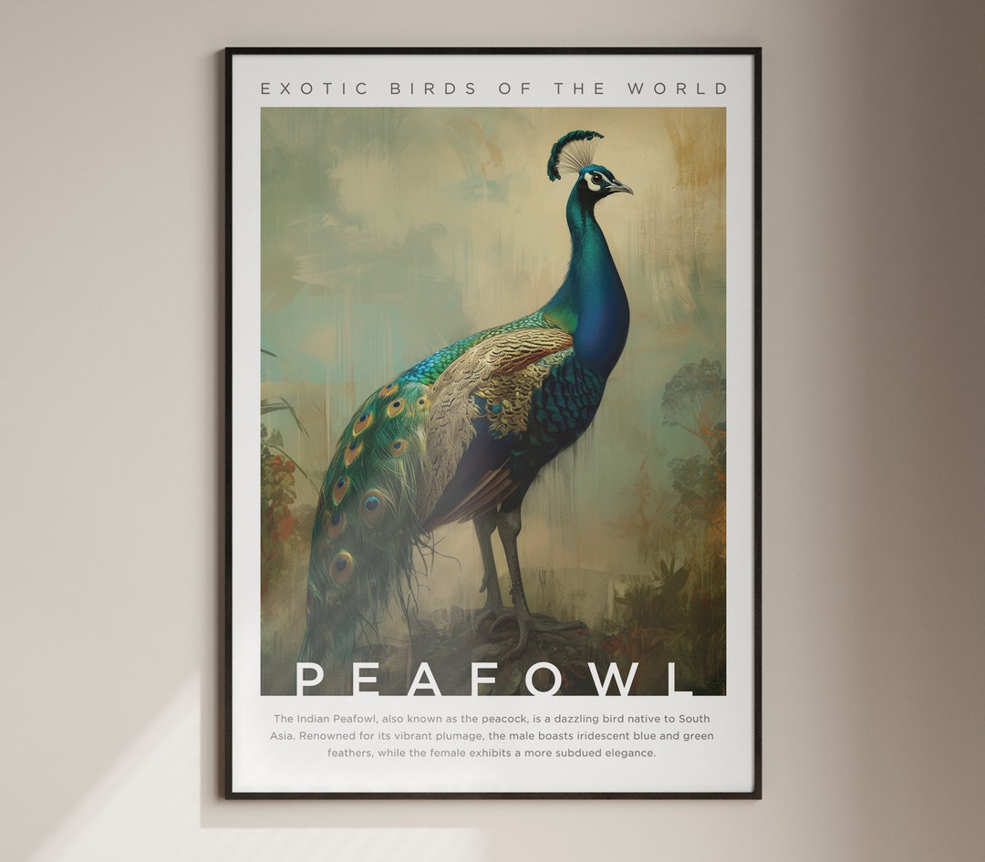 Indian Peafowl, Exotic Birds of the World, Peacock, Wildlife Wall Art ...