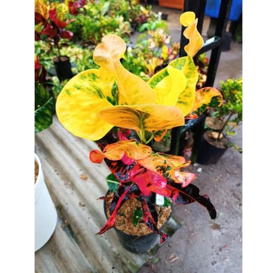 Codiaeum Variegatum Croton Krisna Rare Unique Leaves Beautiful Best ...