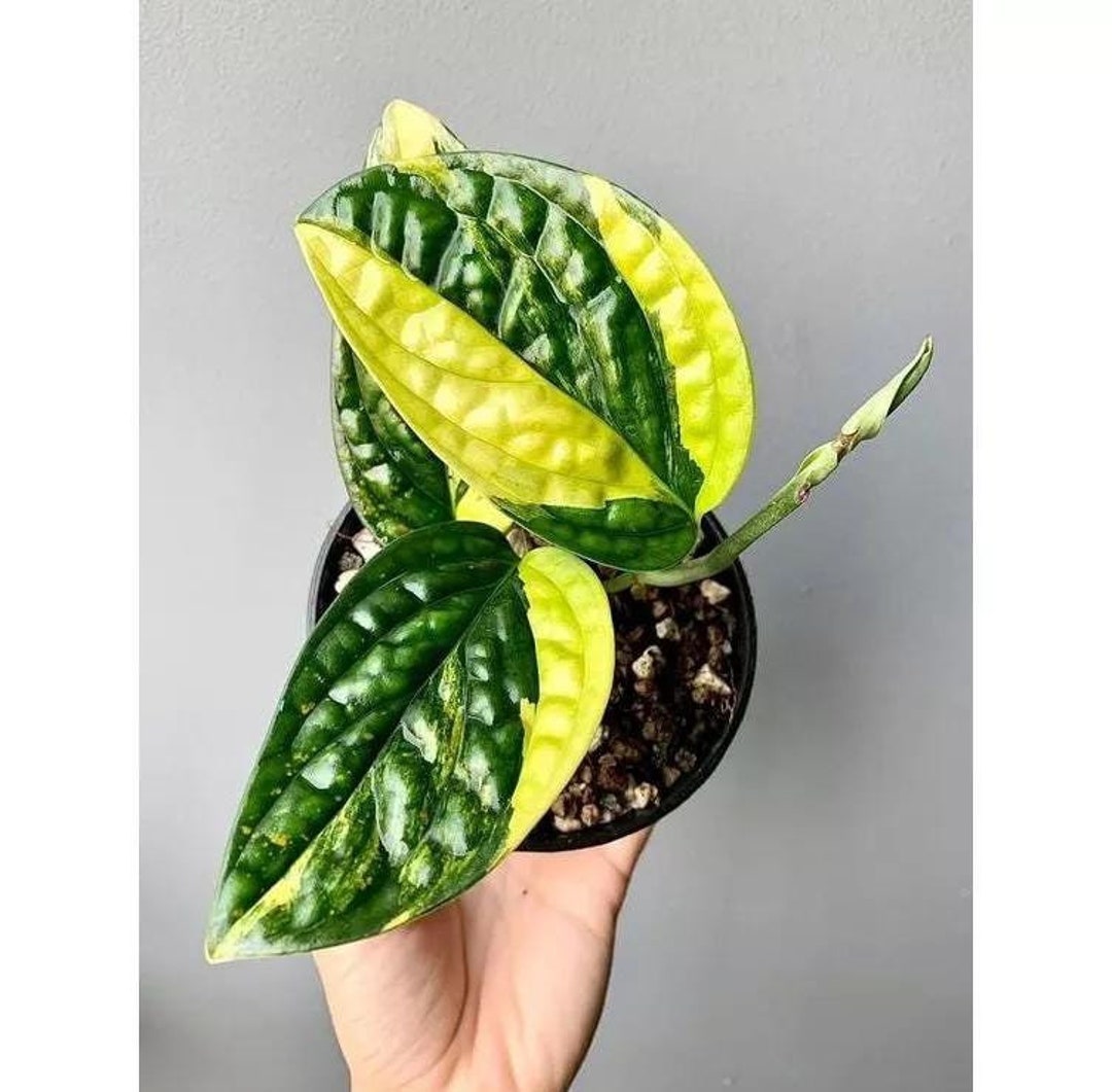 Variegated Monstera Karstenianum Peru: Rare Tropical Plant - Etsy