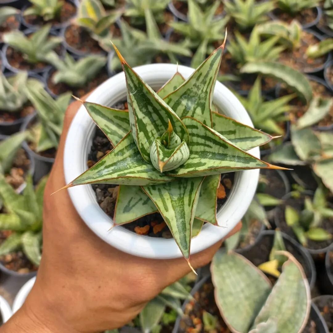 Sansevieria Hybrid Kaisar Rare Unique Leaves Beautiful Best Quality Fast Shipping - Etsy