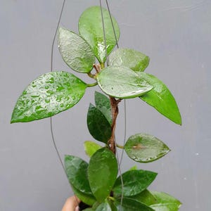 Hoya Benchaii Rare Unique Leaves Beautiful Flowers Fast Shipping - Etsy