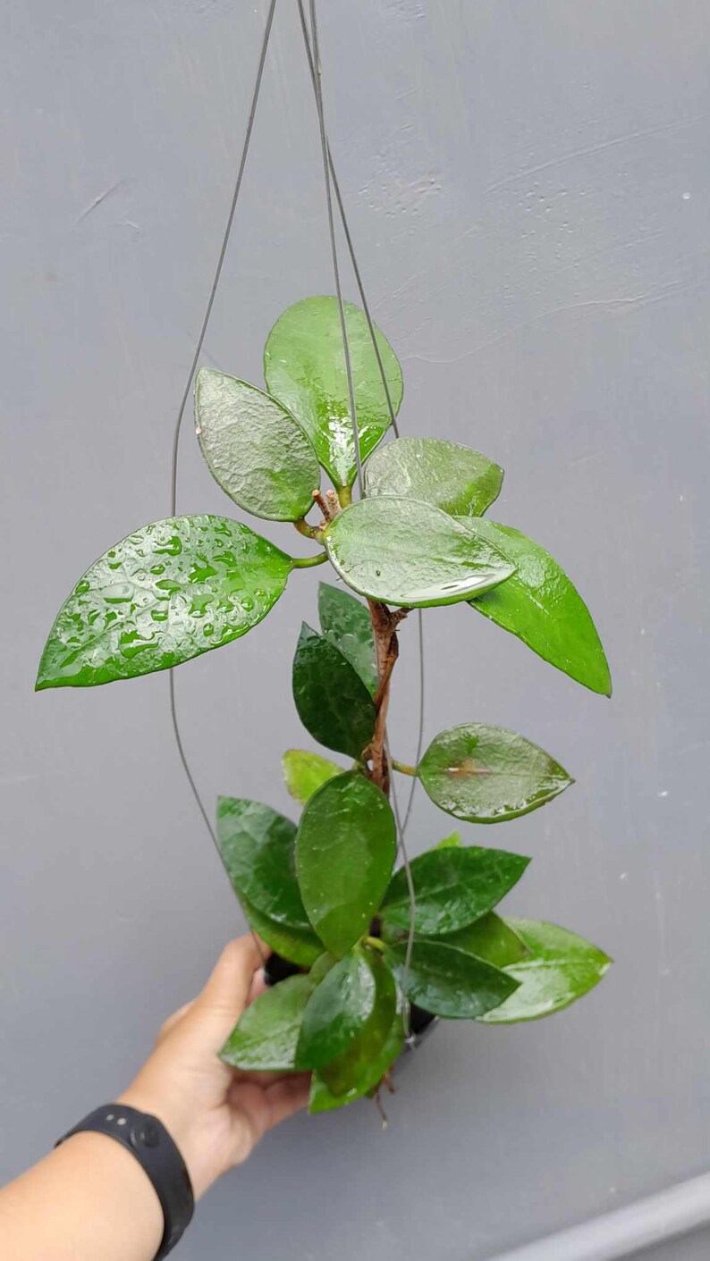 Hoya Benchaii Rare Unique Leaves Beautiful Flowers Fast Shipping - Etsy