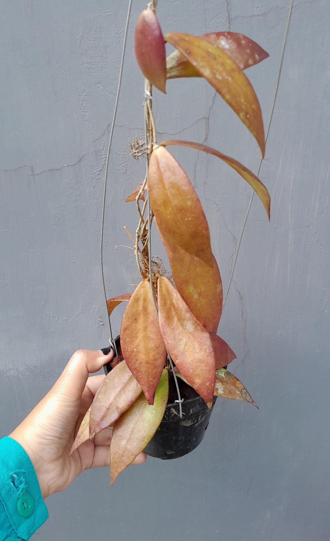 Hoya Kalimantan Red Rare Unique Leaves Beautiful Flowers Fast Shipping ...