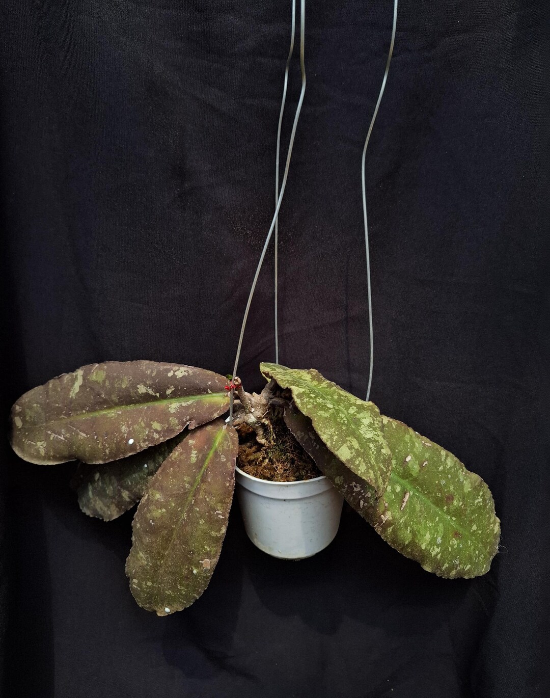 Hoya Undulata Splash Rare Medium Size - Etsy
