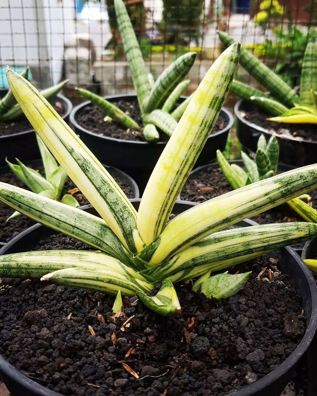 Sansevieria Boncel Variegated Rare Unique Leaves Beautiful Best Quality ...