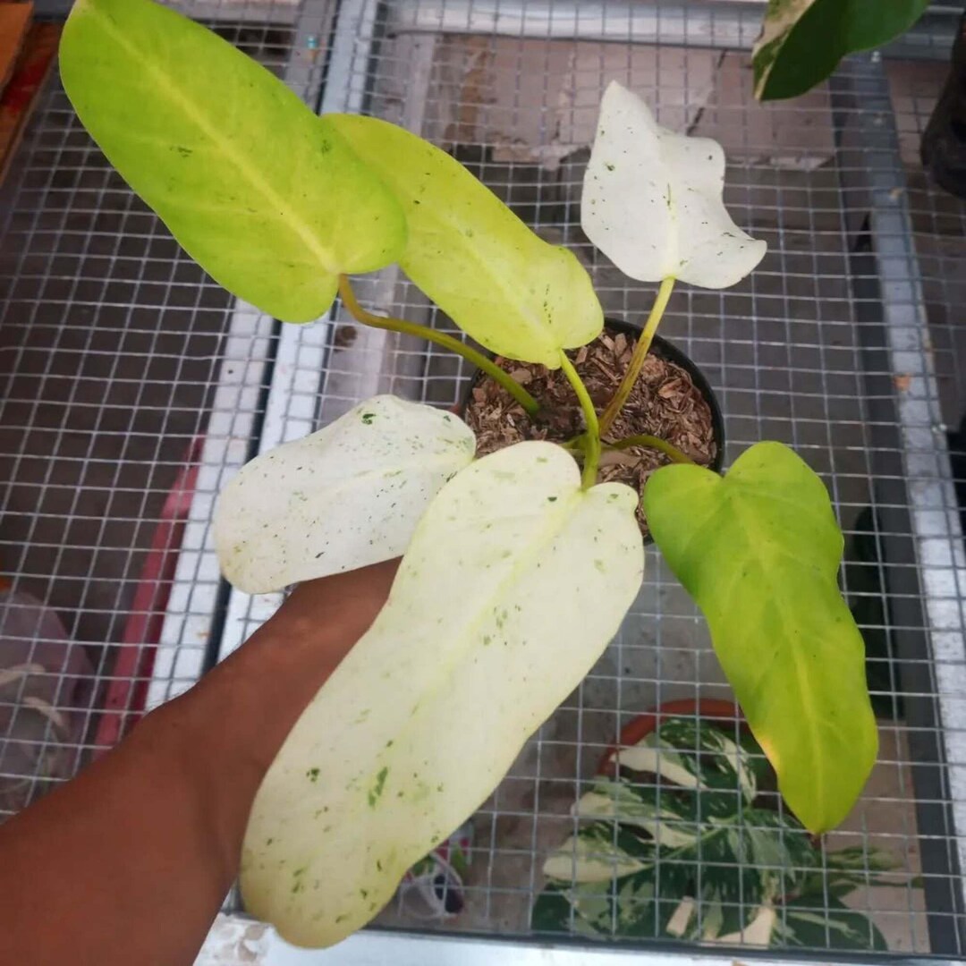 Philodendron Whipple Way Unique Leaves Beautiful Plant Live Best ...