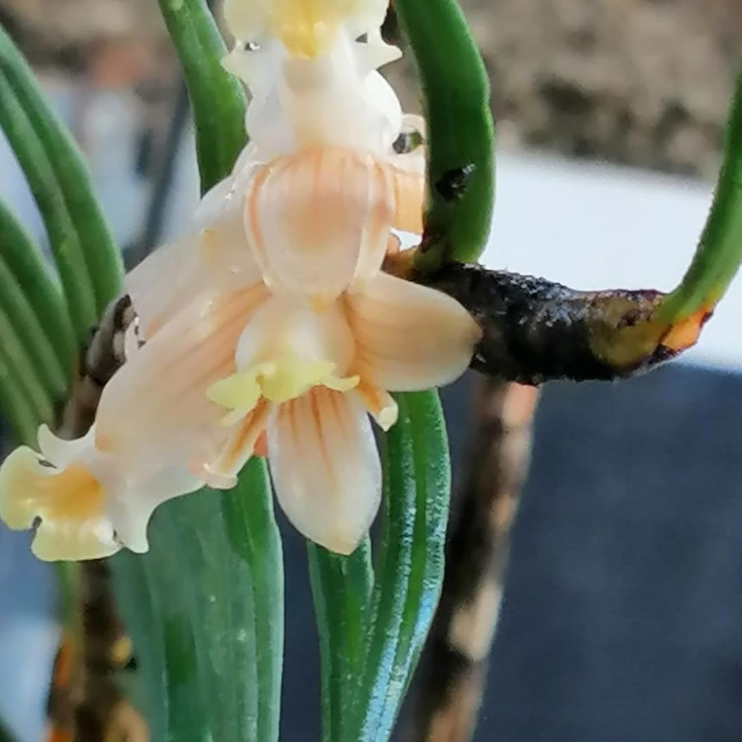 Orchid Dendrobium Pinifolium Borneo Unique Leaves Beautiful Flowers ...