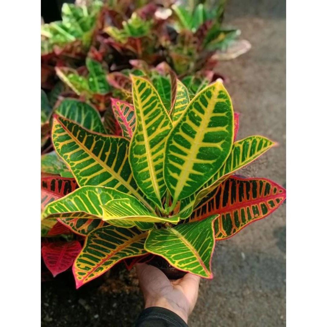 Codiaeum Variegatum Croton Proton Rare Unique Leaves Beautiful Best ...
