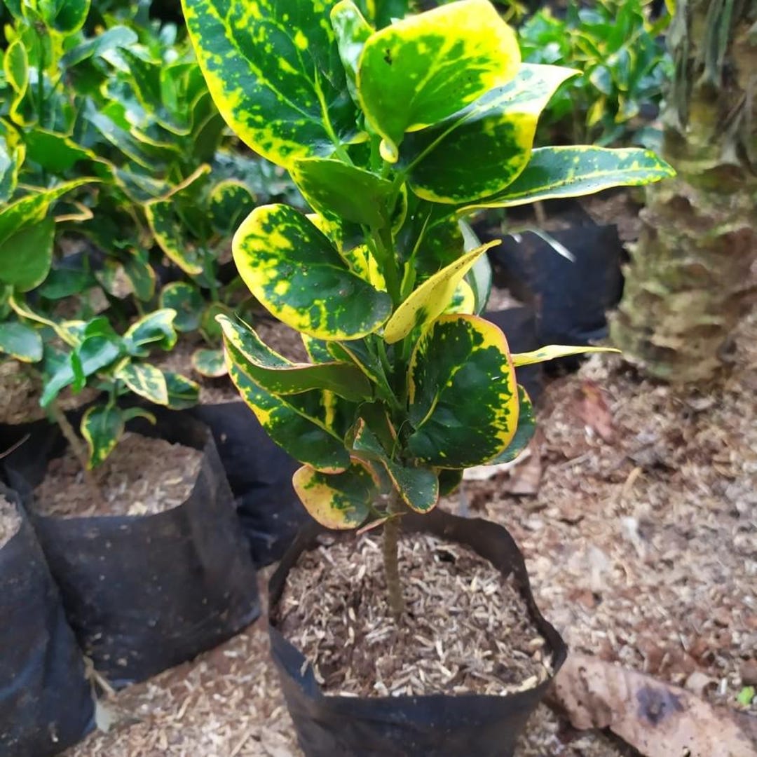 Codiaeum Variegatum Croton Apple Yellow Coin Rare Unique Leaves ...