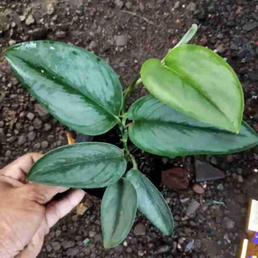 Scindapsus Moonlight Rare Unique Leaves Beautiful Best Quality Fast ...