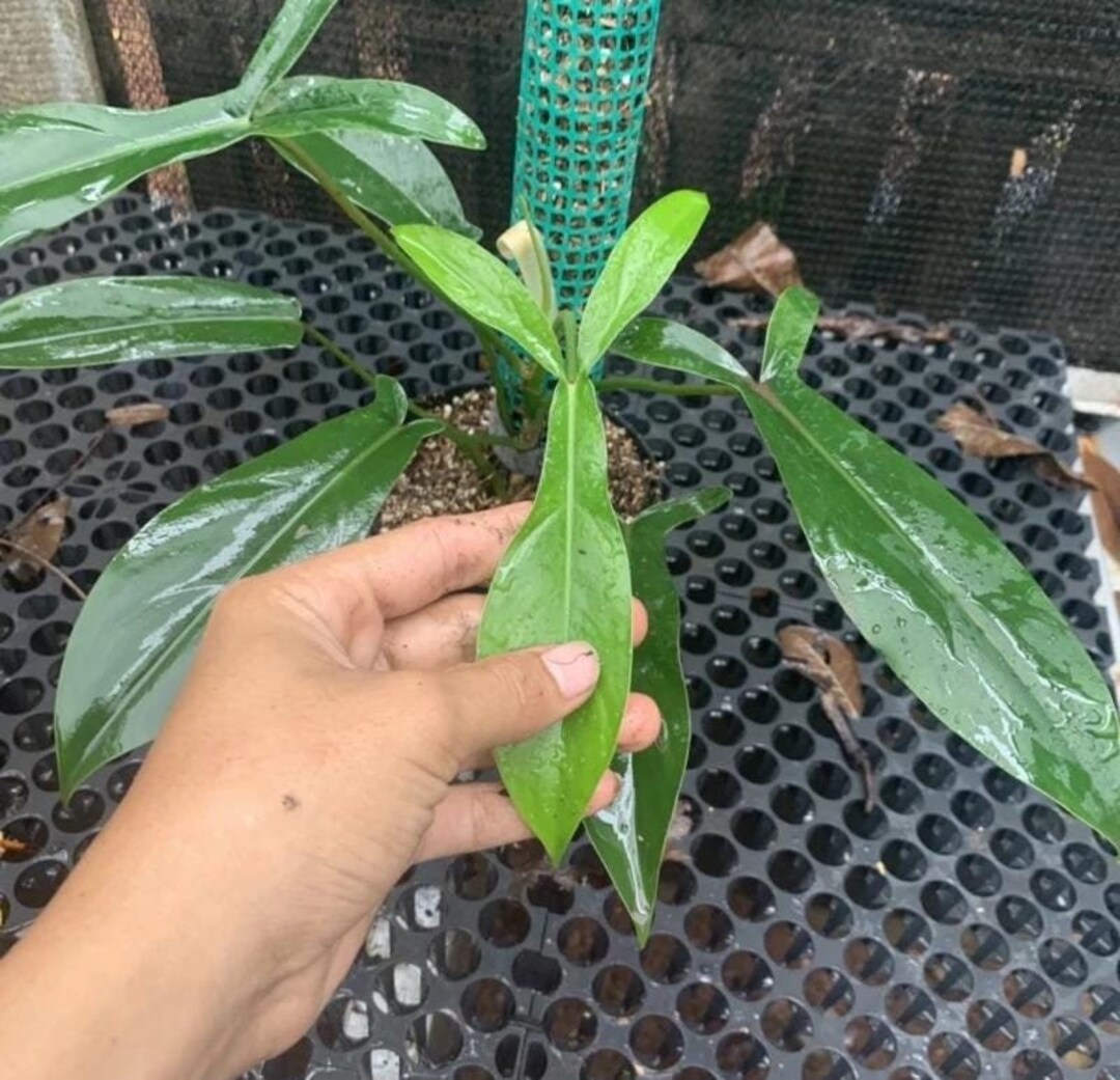 Philodendron Code 69686 Plant Gifts Unique Leaves Beautiful Best ...