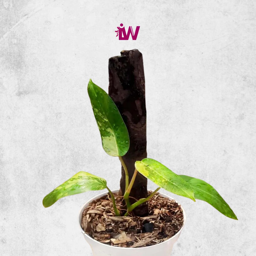 Philodendron Whipple Way Variegated Unique Foliage Live Plant - Etsy