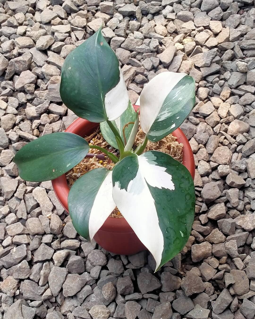 Philodendron White Wizard Variegated Unique Leaves Beautiful Plant Live ...