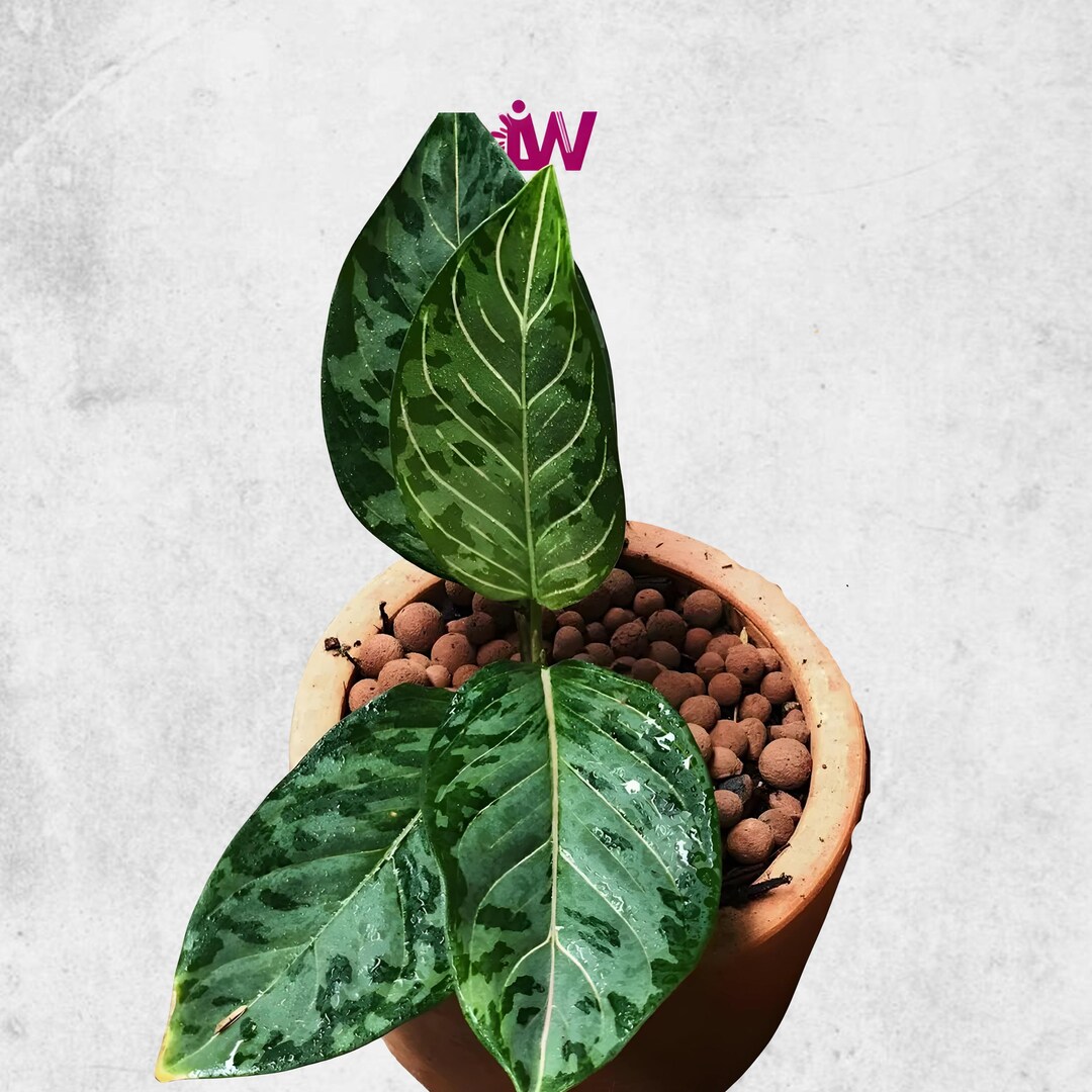Aglaonema Red Army Unique Live Plant - Etsy UK