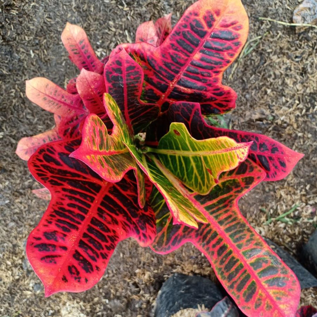 Codiaeum Variegatum Croton Jojon Red Rare Unique Leaves Beautiful Best ...