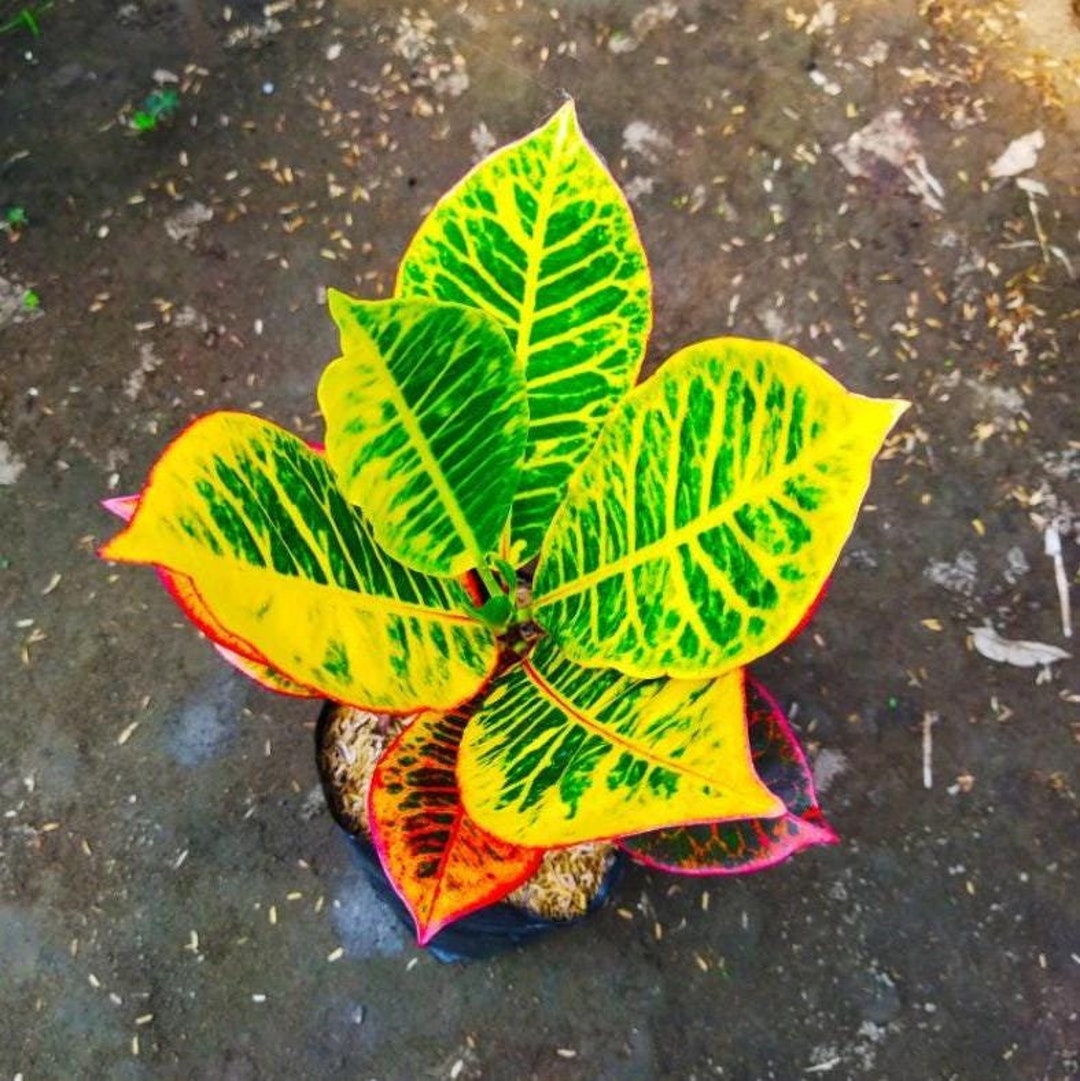Codiaeum Variegatum Croton Hybrid Sembodro Rare Unique Leaves Beautiful ...