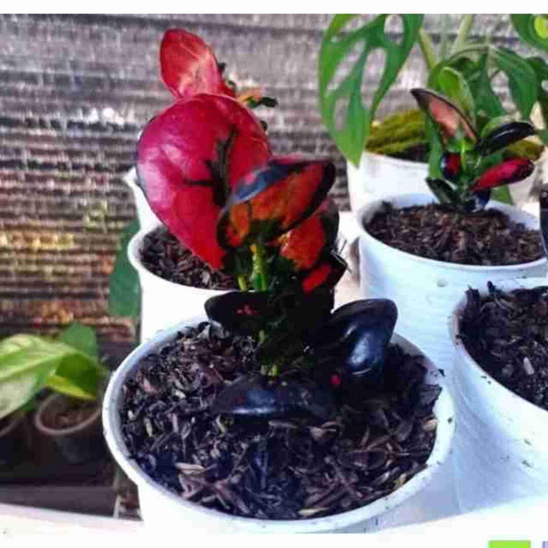 Codiaeum Variegatum Croton Apple Mikro Rare Unique Leaves Beautiful ...