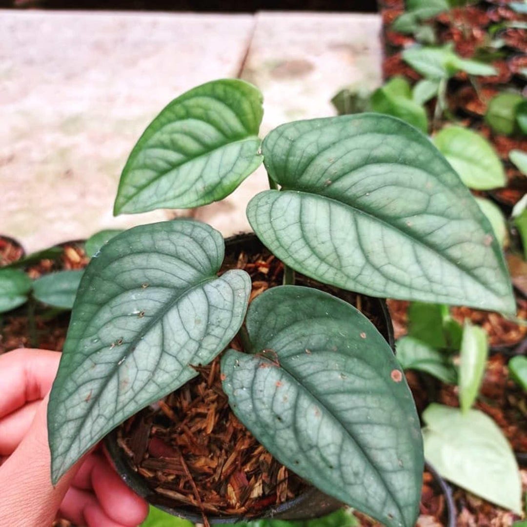 Scindapsus Lucens Rare Unique Leaves Beautiful Best Quality Fast ...