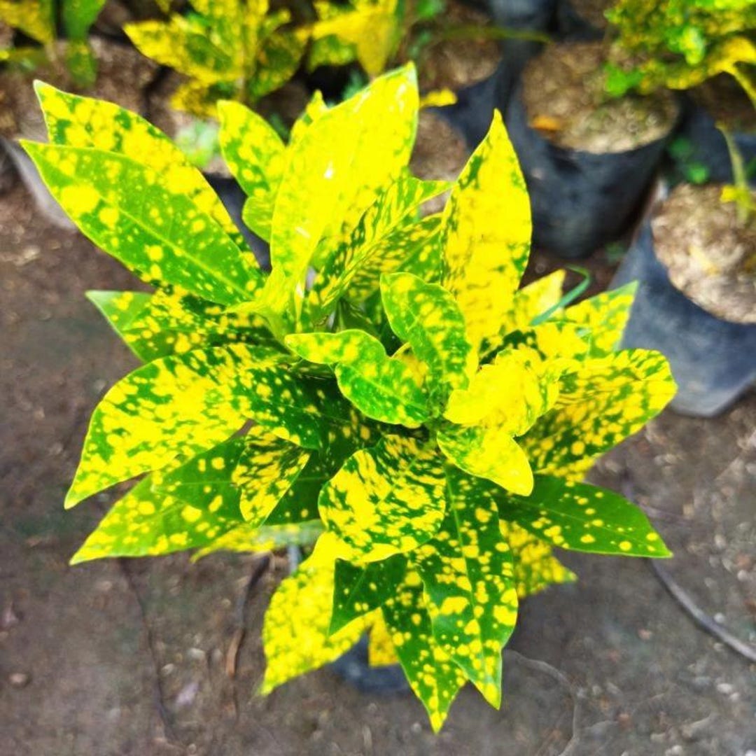 Codiaeum Variegatum Croton Hujan Emas Rare Unique Leaves Beautiful Best ...