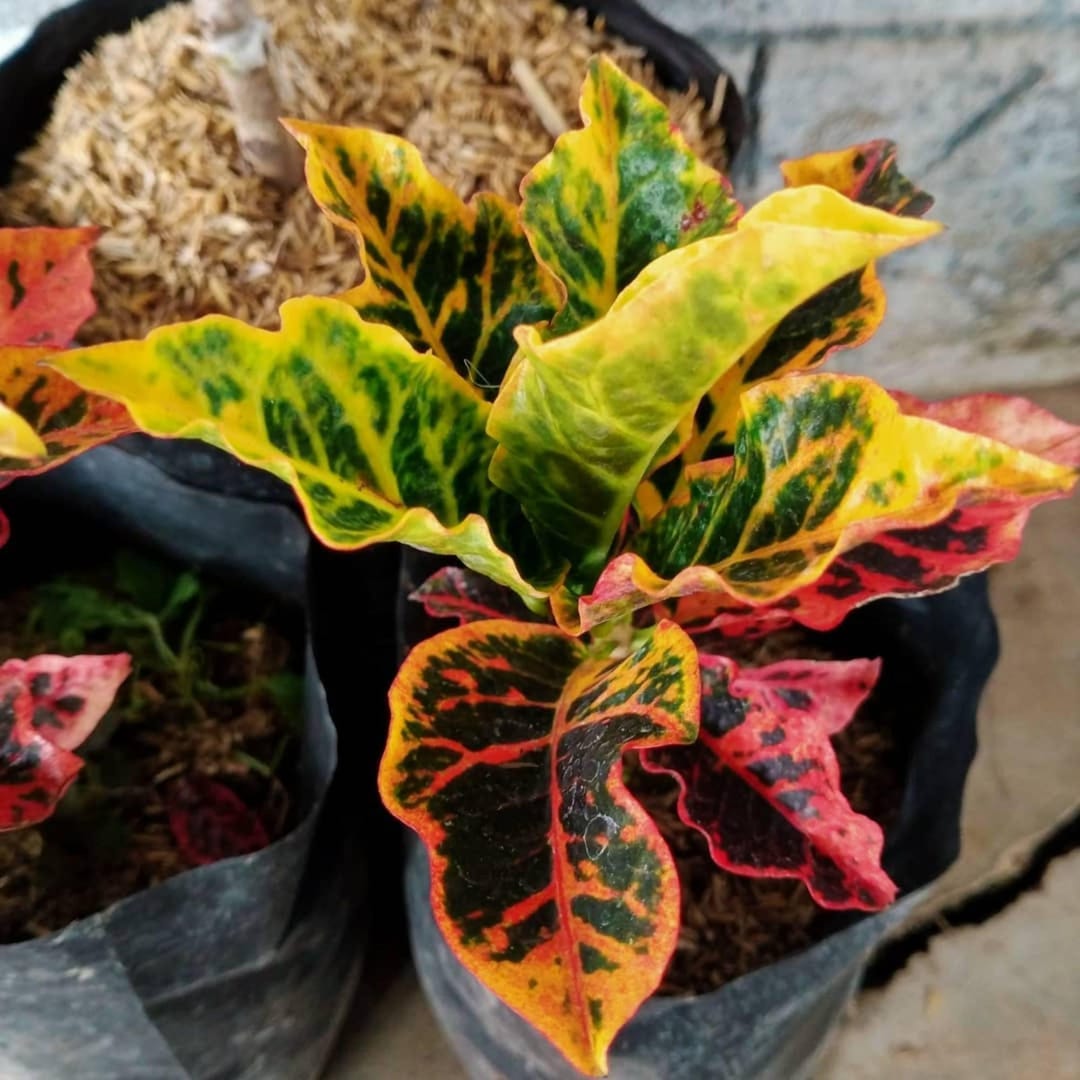 Codiaeum Variegatum Croton Gelombang Cinta Rare Unique Leaves Beautiful ...