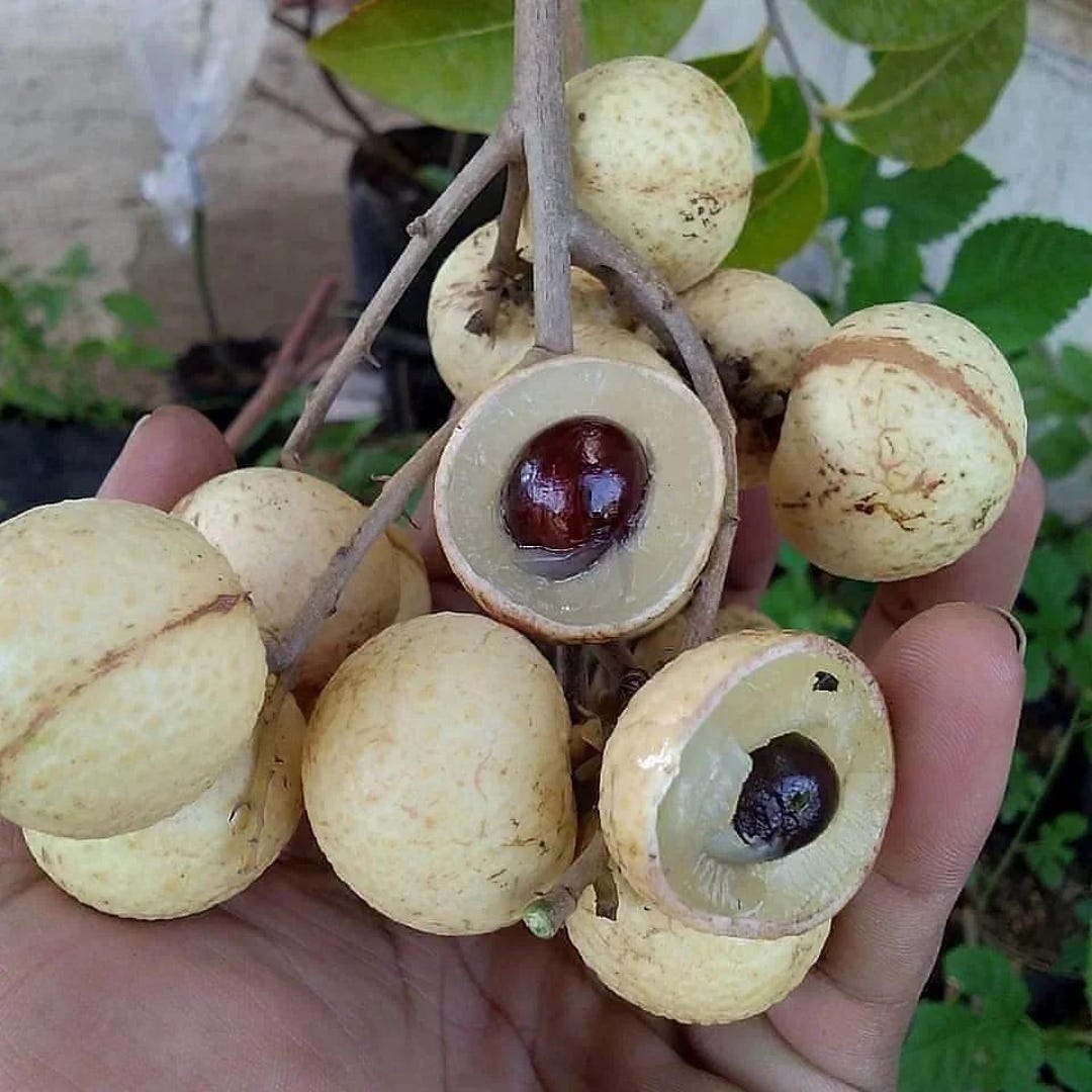 Matalada Longan Grafted Fruit Tree, Longan Grafted Tree, Longan Fruit ...