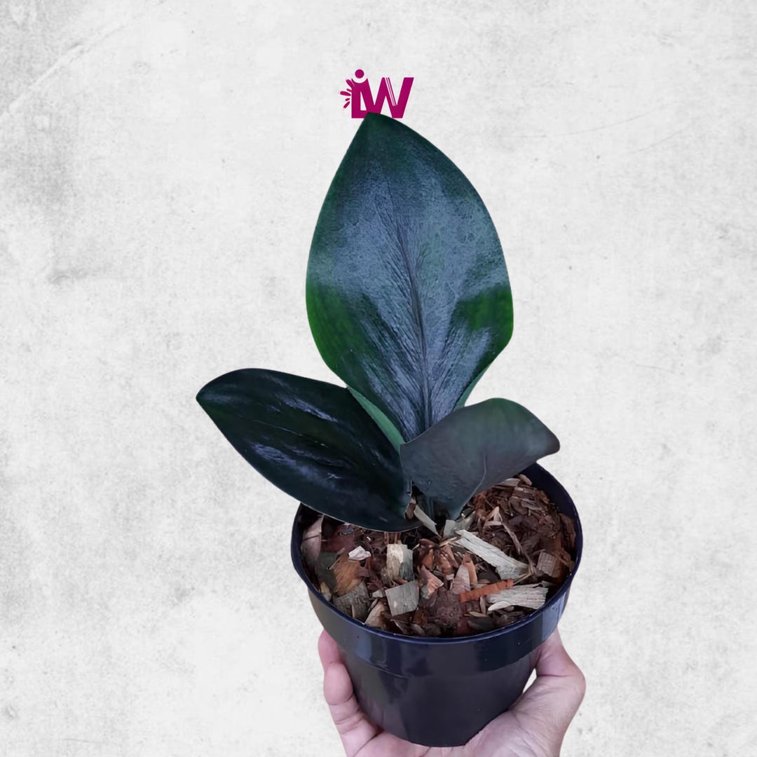 Rare Scindapsus Treubii Dark Form Plant - Etsy