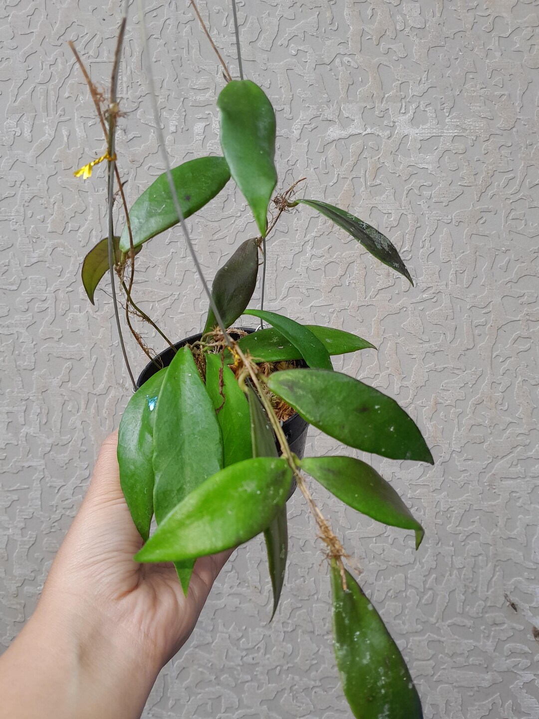 Hoya SP Kalimantan Rare Unique Leaves Beautiful Flowers Fast Shipping ...