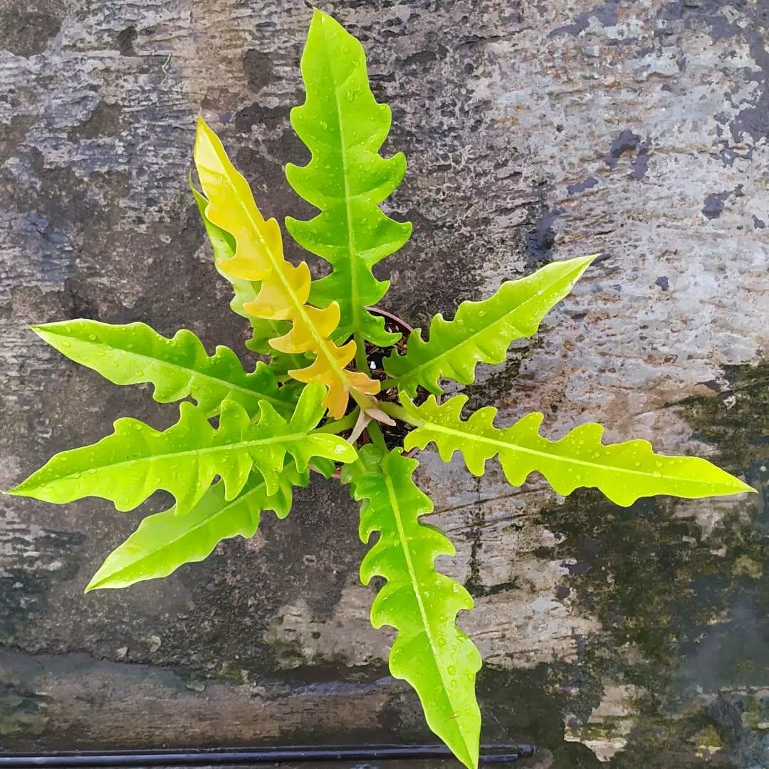 Philodendron Golden Saw Unique Leaves Beautiful Plant Live Best Quality ...