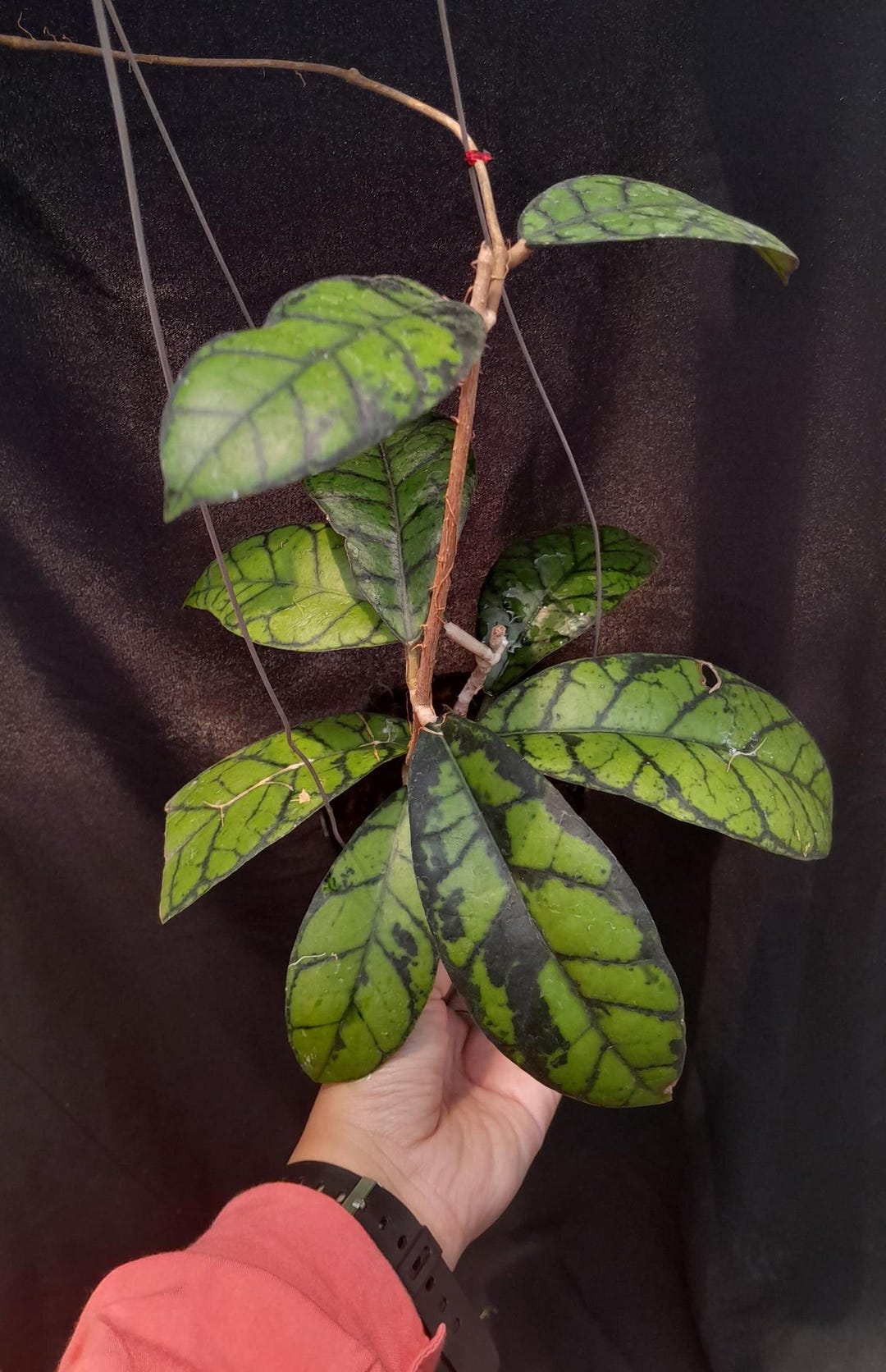 Hoya Callisthophylla Black Cat Rare Tropical Plant - Etsy