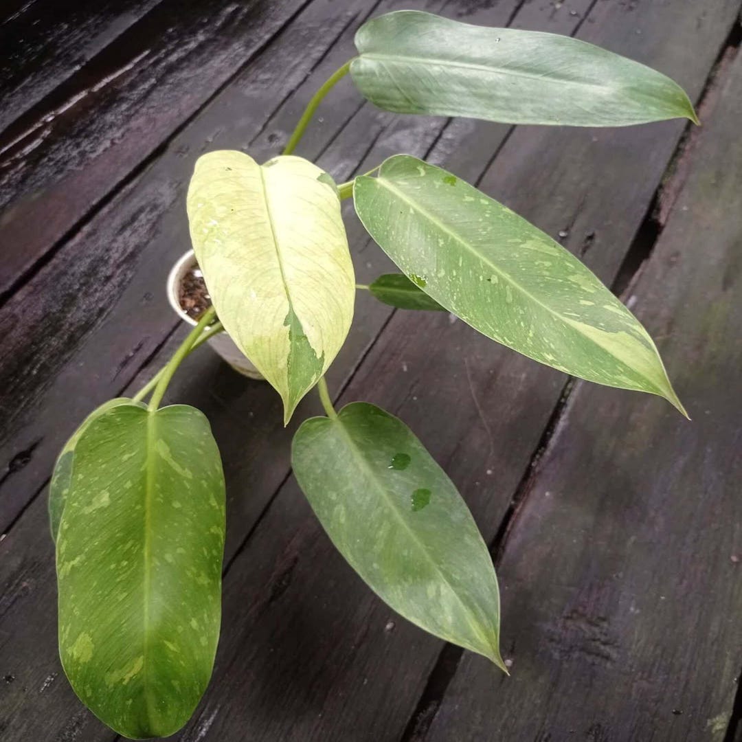 Philodendron Mican Variegated Unique Leaves Beautiful Plant Live Best ...