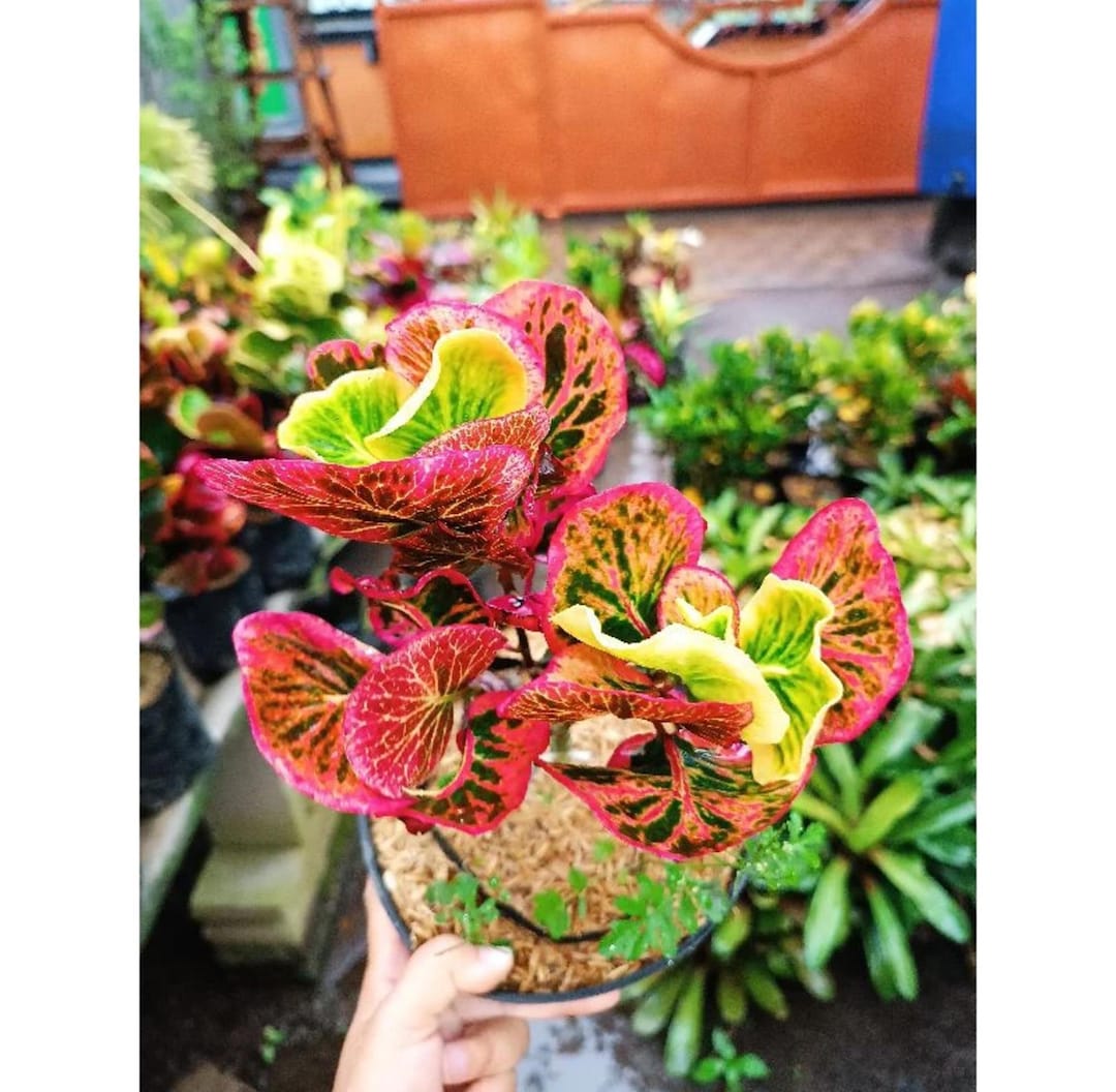 Croton Apple Plant Codiaeum Variegatum, Rare Colorful Leaves - Etsy