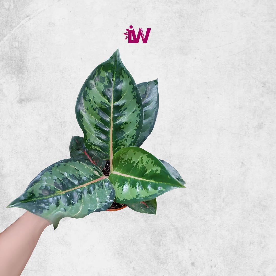 Aglaonema Green Javana Unique Live Plant - Etsy