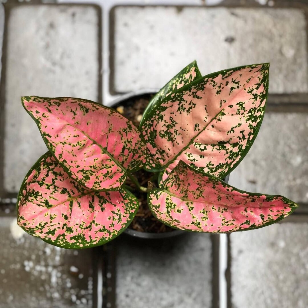 Aglaonema Ruby Super Pink Beautiful Condition Unique Aglaonema Fast ...