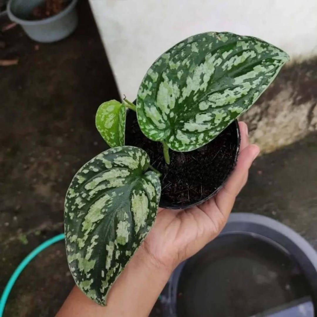 Scindapsus Tricolor SP Borneo Rare Unique Leaves Beautiful Best Quality ...