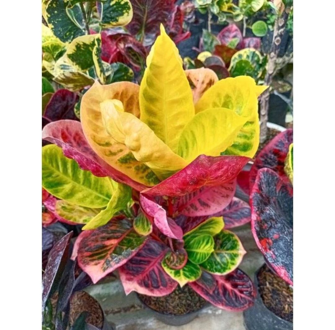 Codiaeum Variegatum Croton Krispatih Rare Unique Leaves Beautiful Best ...
