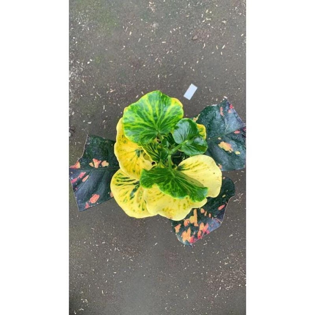 Codiaeum Variegatum Croton Apple Bagaskara Rare Unique Leaves Beautiful ...