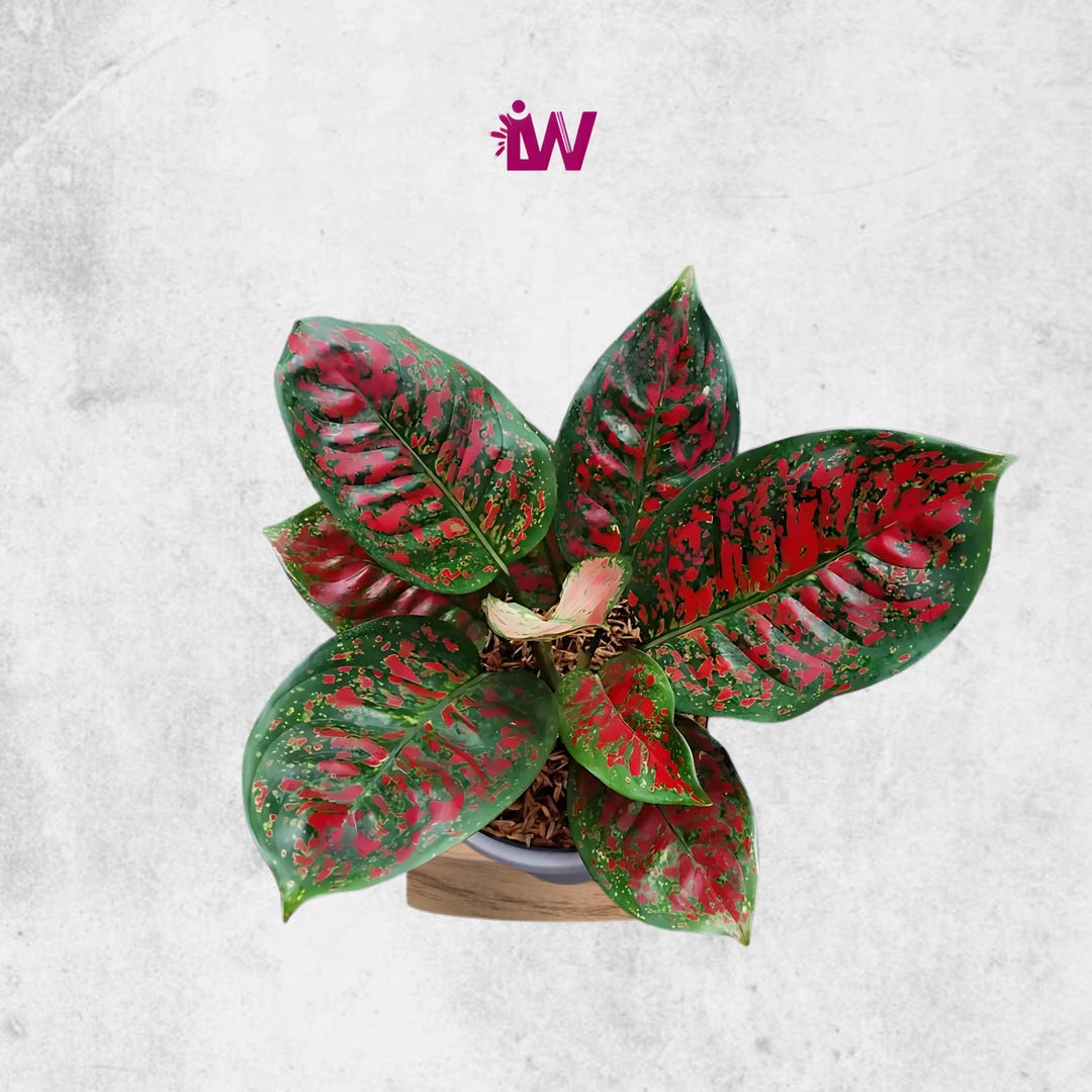 Aglaonema Red Spider Plant Unique Foliage - Etsy Australia
