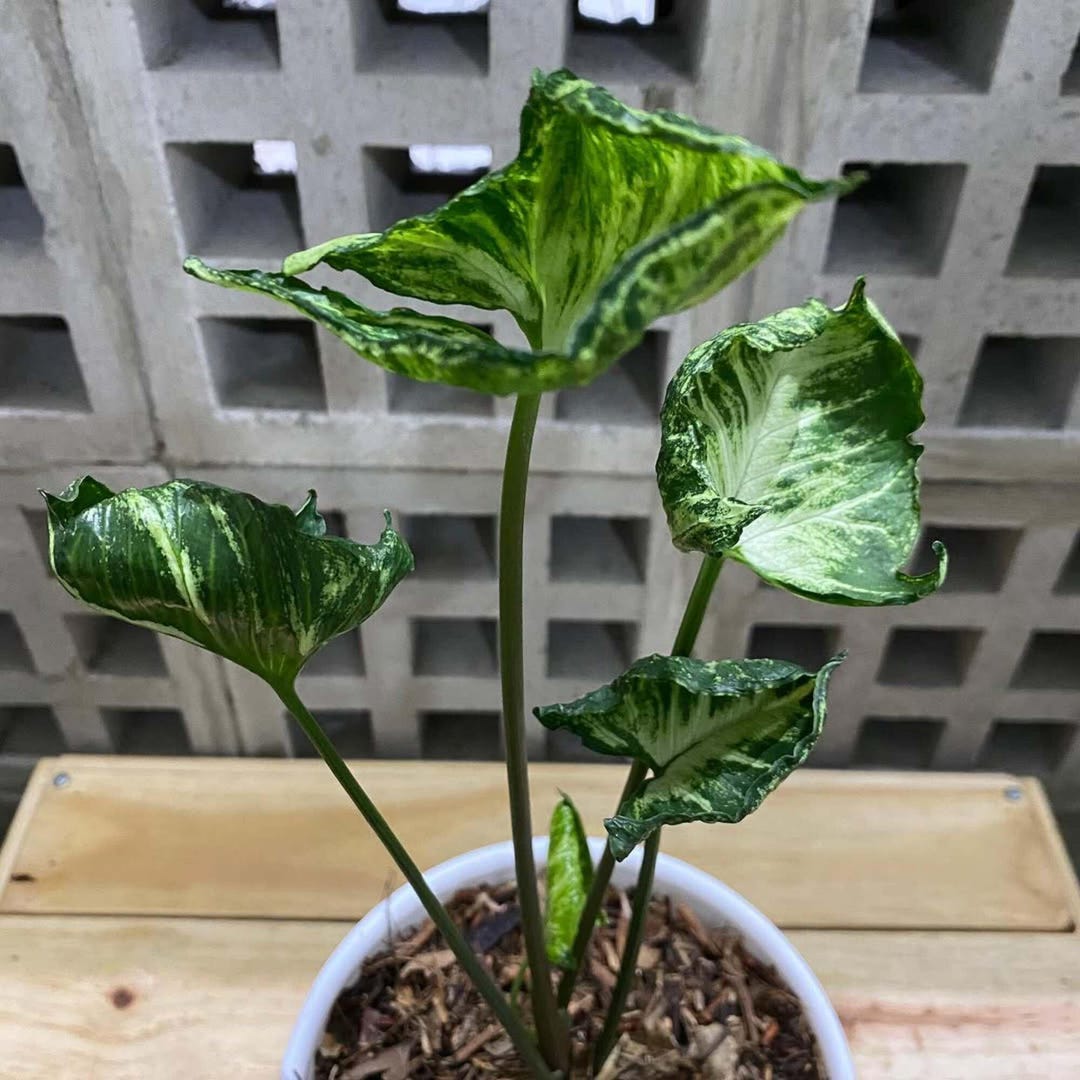 Syngonium Godzilla Condition Unique Leaves Beautiful Plant Live Best ...