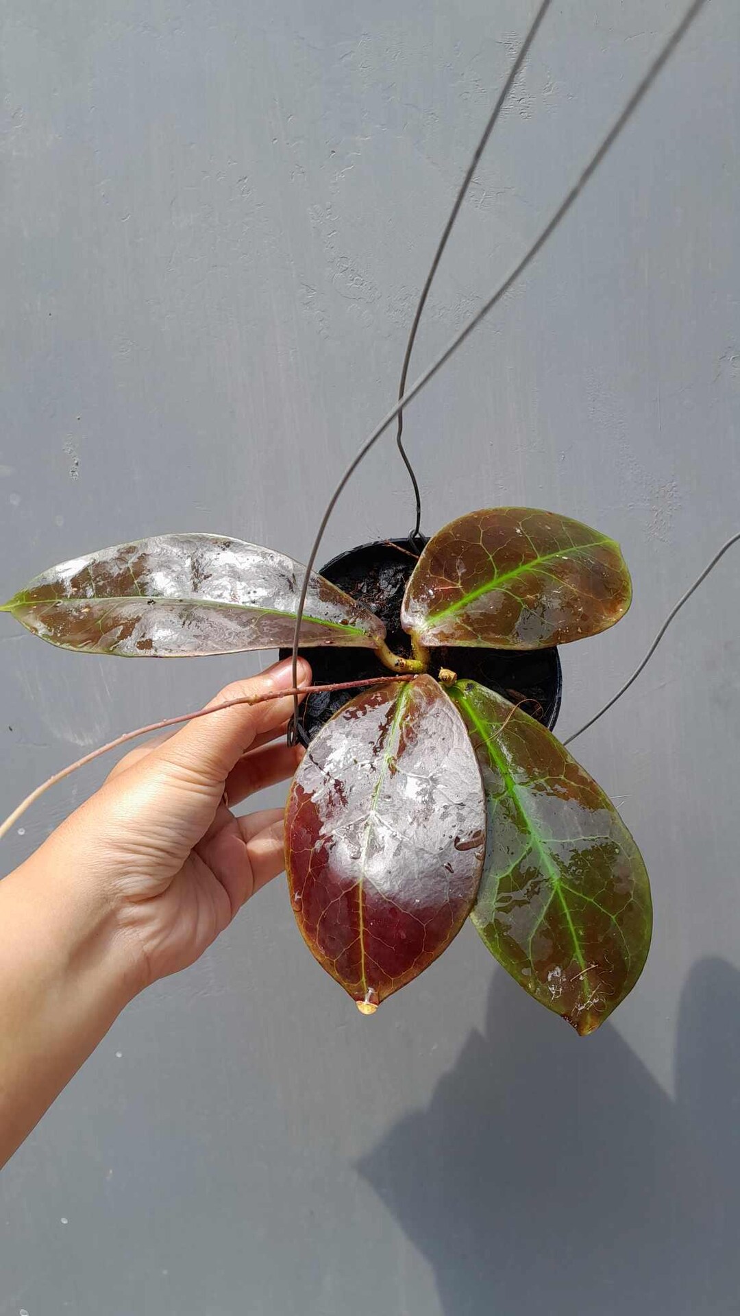 Hoya Buntokensis Red Rare Unique Leaves Beautiful Flowers Fast Shipping ...