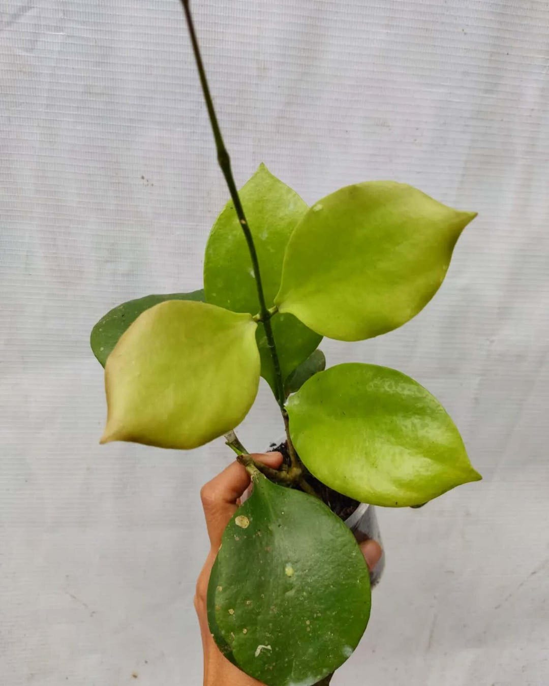 Hoya Anulata SP Papua Green Medium Size - Etsy