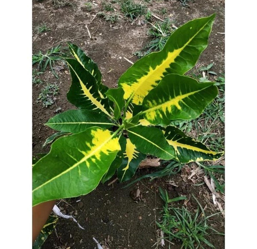 Codiaeum Variegatum Croton Bali Yellow Rare Unique Leaves Beautiful ...